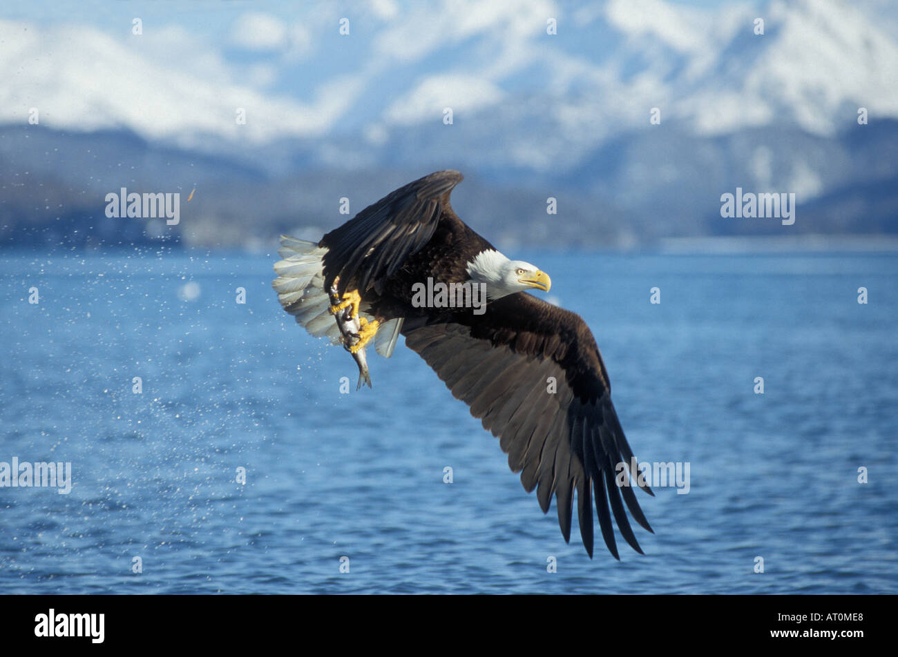 bald eagle Haliaeetus leucocephalus in flight with a fish in its talons ...