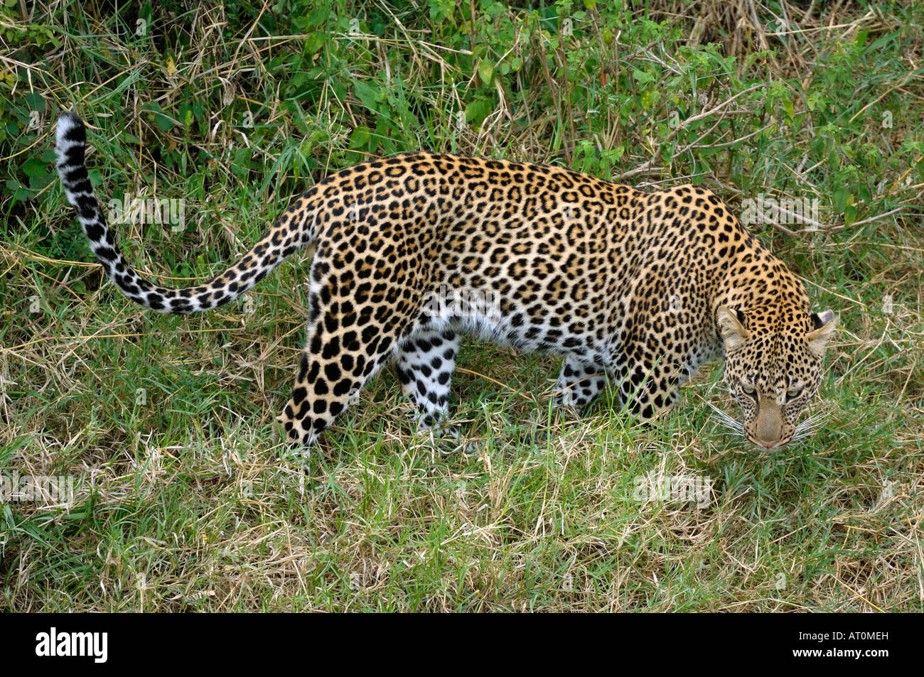 Leopard walking at talek river banks, Maasai Mara, Kenya Stock Photo ...