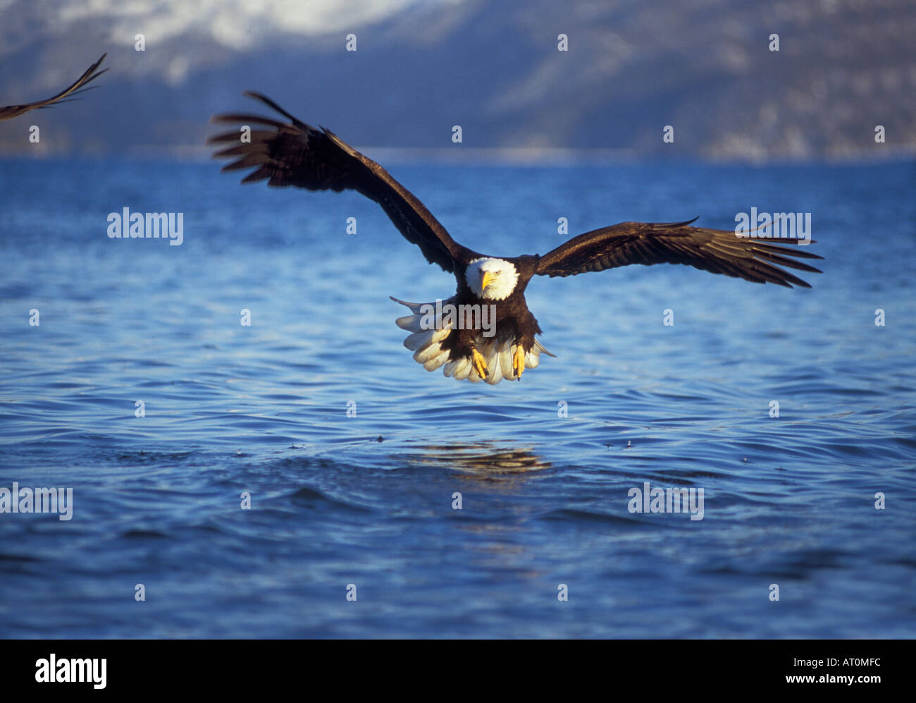 bald eagle Haliaeetus leucocephalus in flight over water Kachemak bay ...