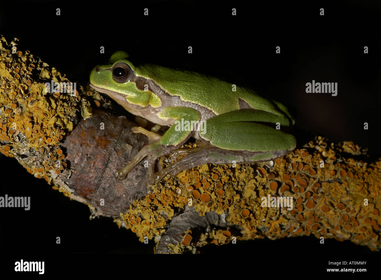 Italian Tree Frog Hyla intermedia Central Italy Stock Photo - Alamy