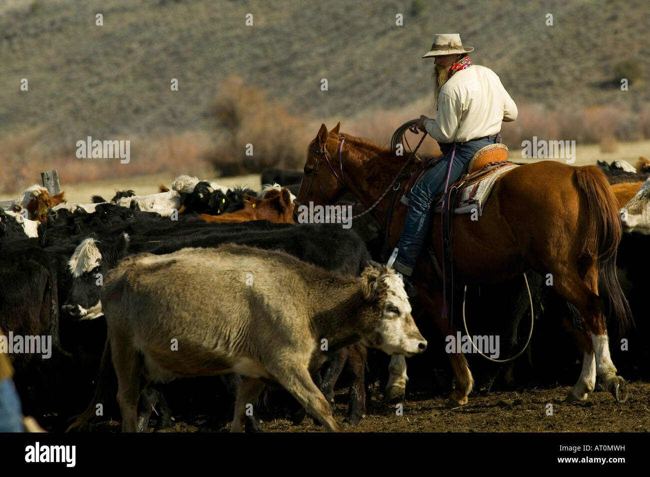 MR Working cattle at one of the spring brandings on the Hanley Ranch ...