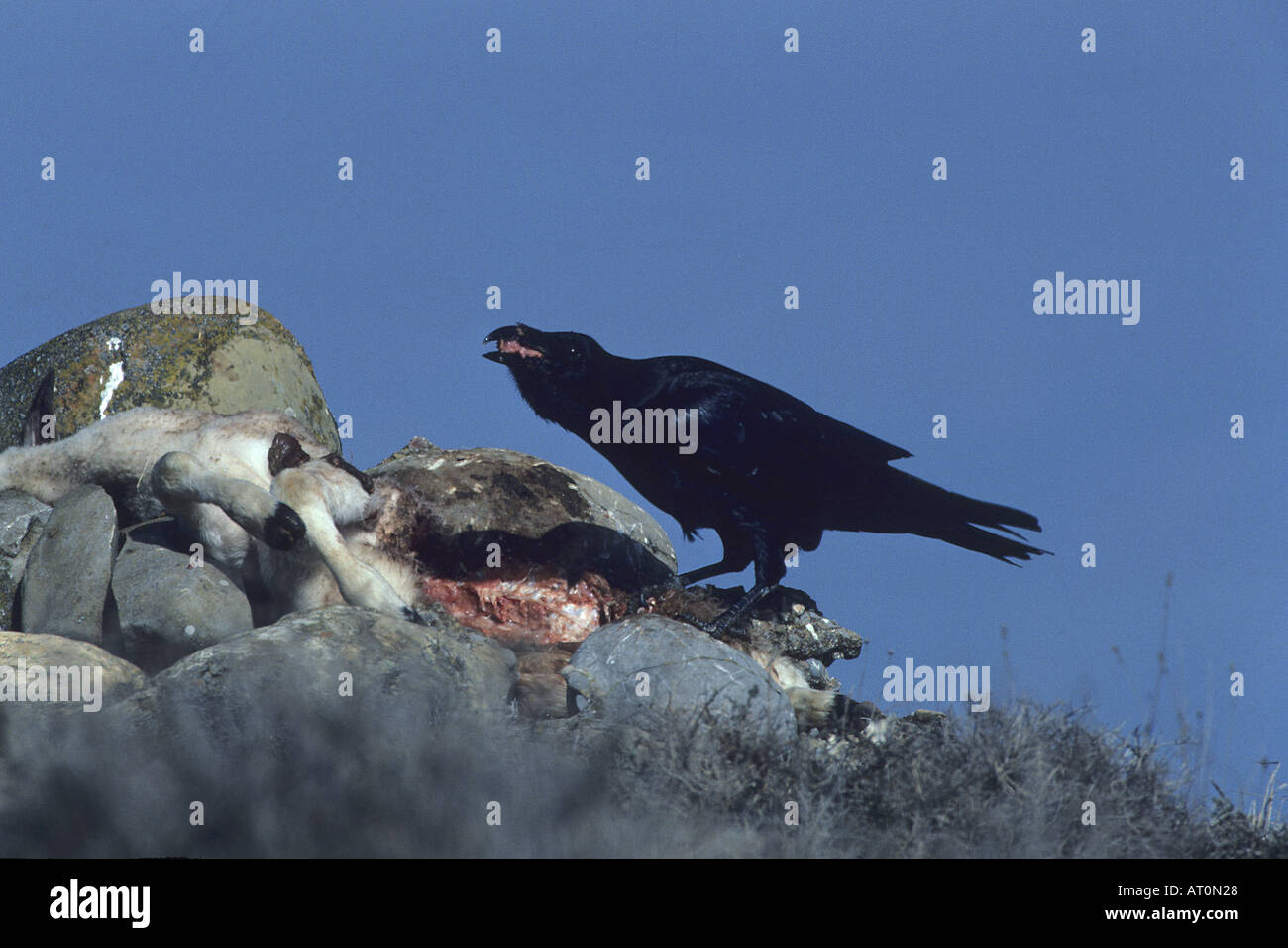 Raven portraits hi-res stock photography and images - Alamy