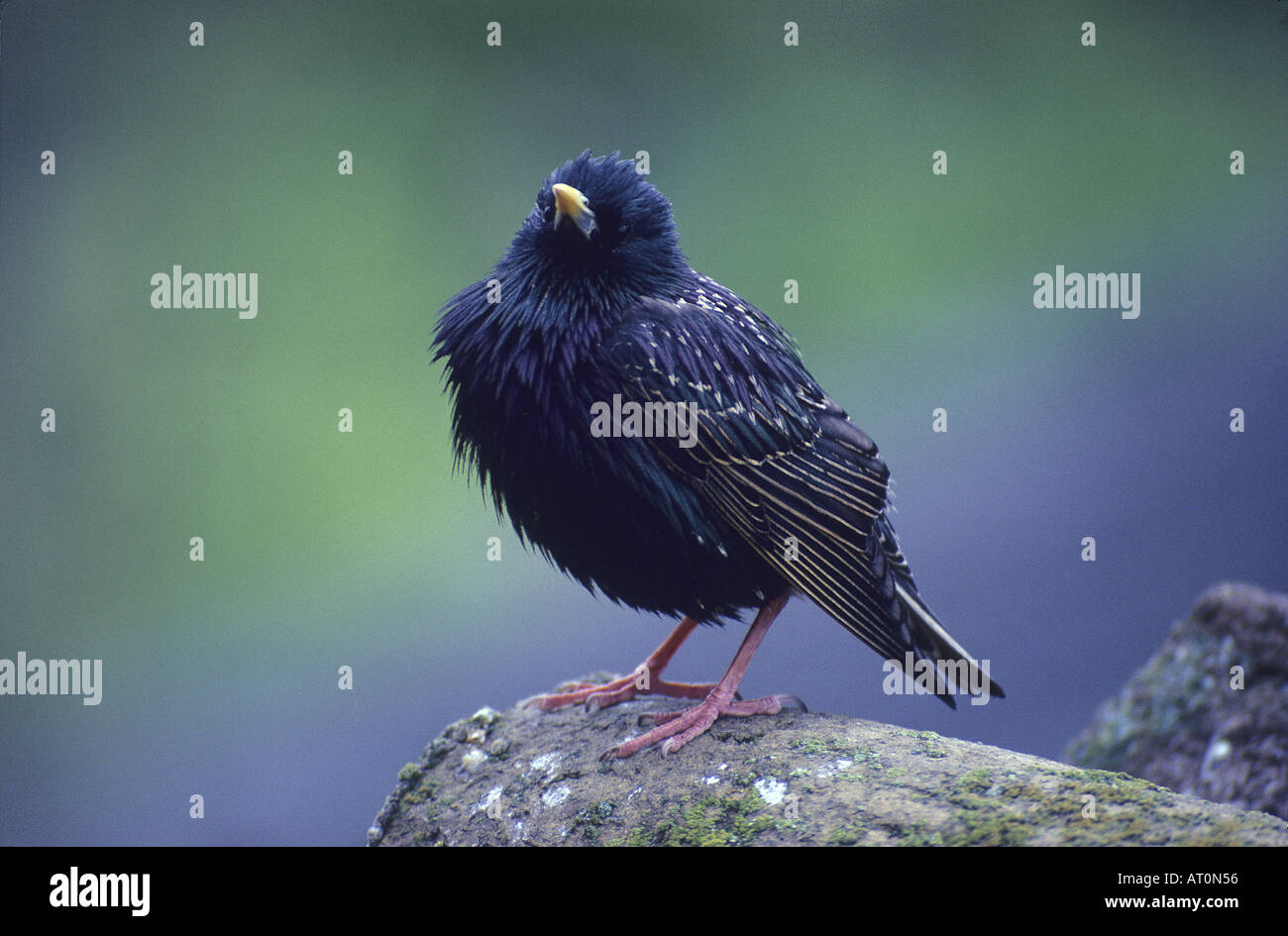 Sturnus vulgaris Male of European starling European bird Stock Photo ...