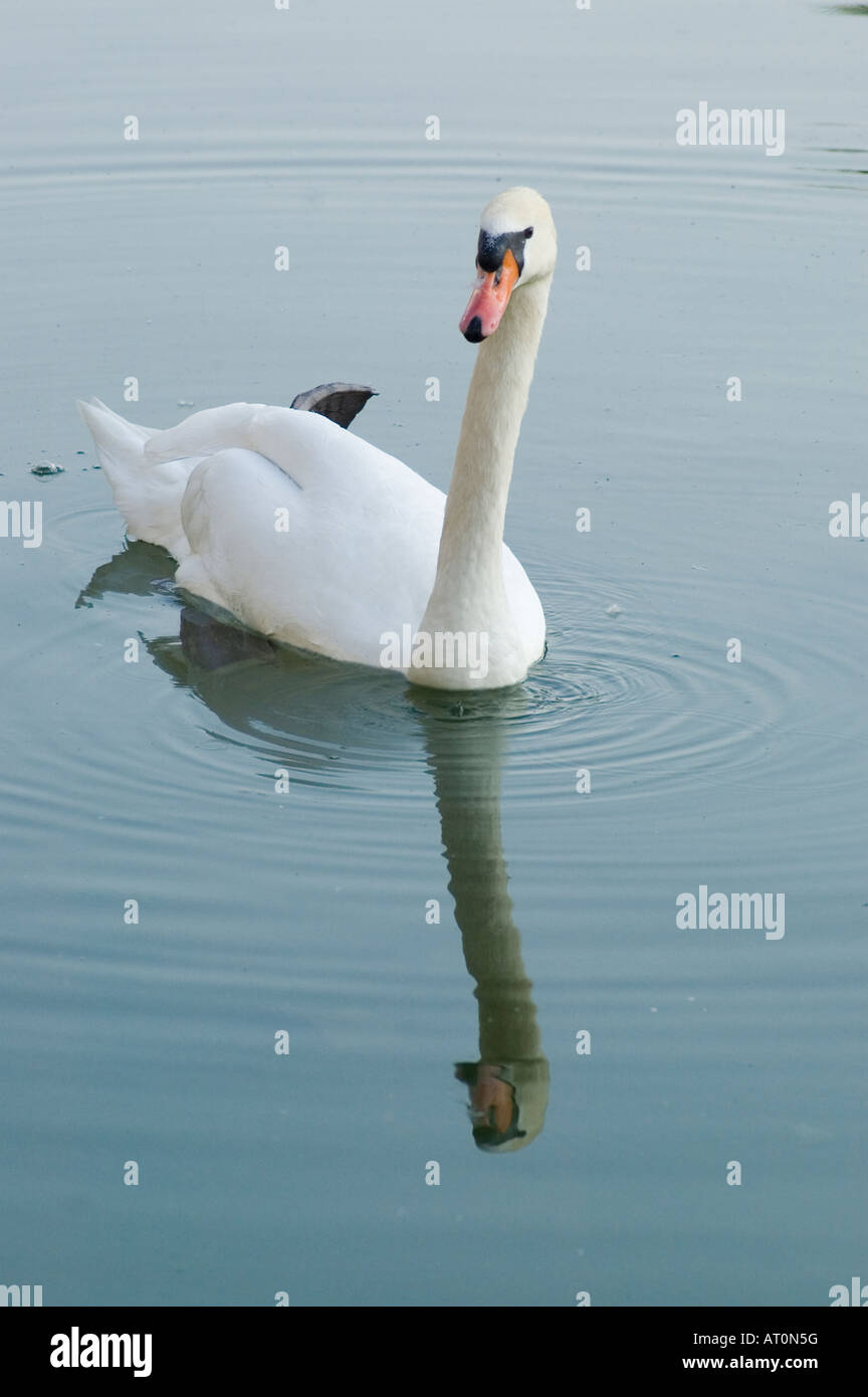 Swans in a pool Stock Photo - Alamy
