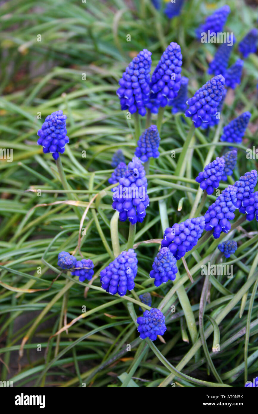 Flower field mouse hi-res stock photography and images - Alamy