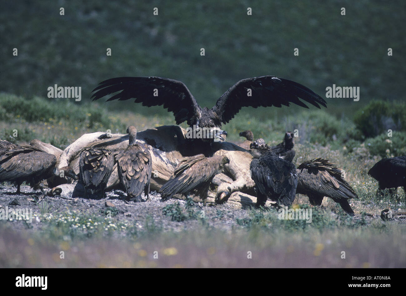 Vulture with wings spread out hi-res stock photography and images - Alamy