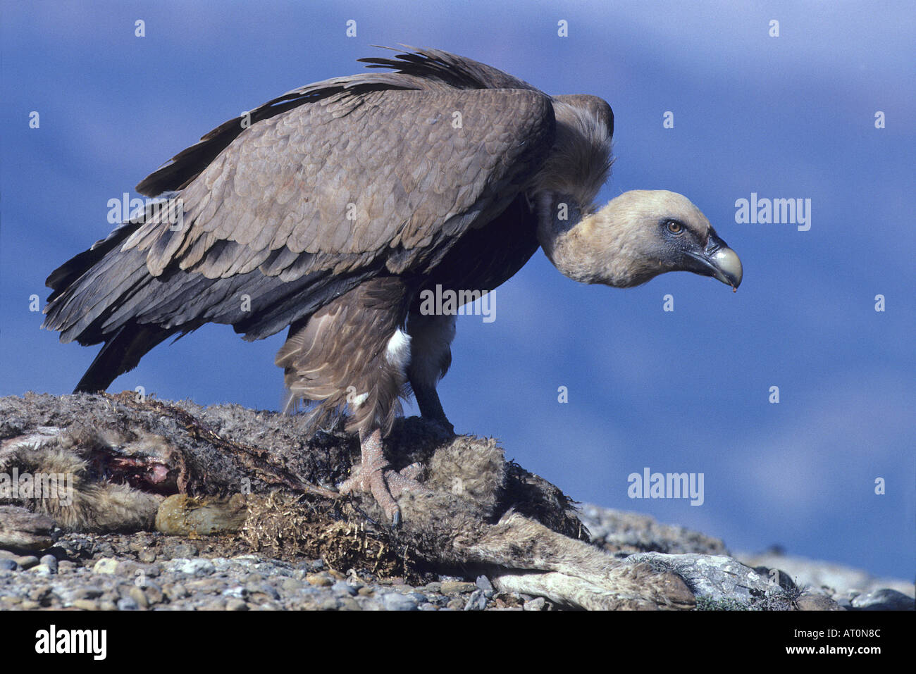 Gyps fulvus Griffon vulture European vulture Stock Photo - Alamy