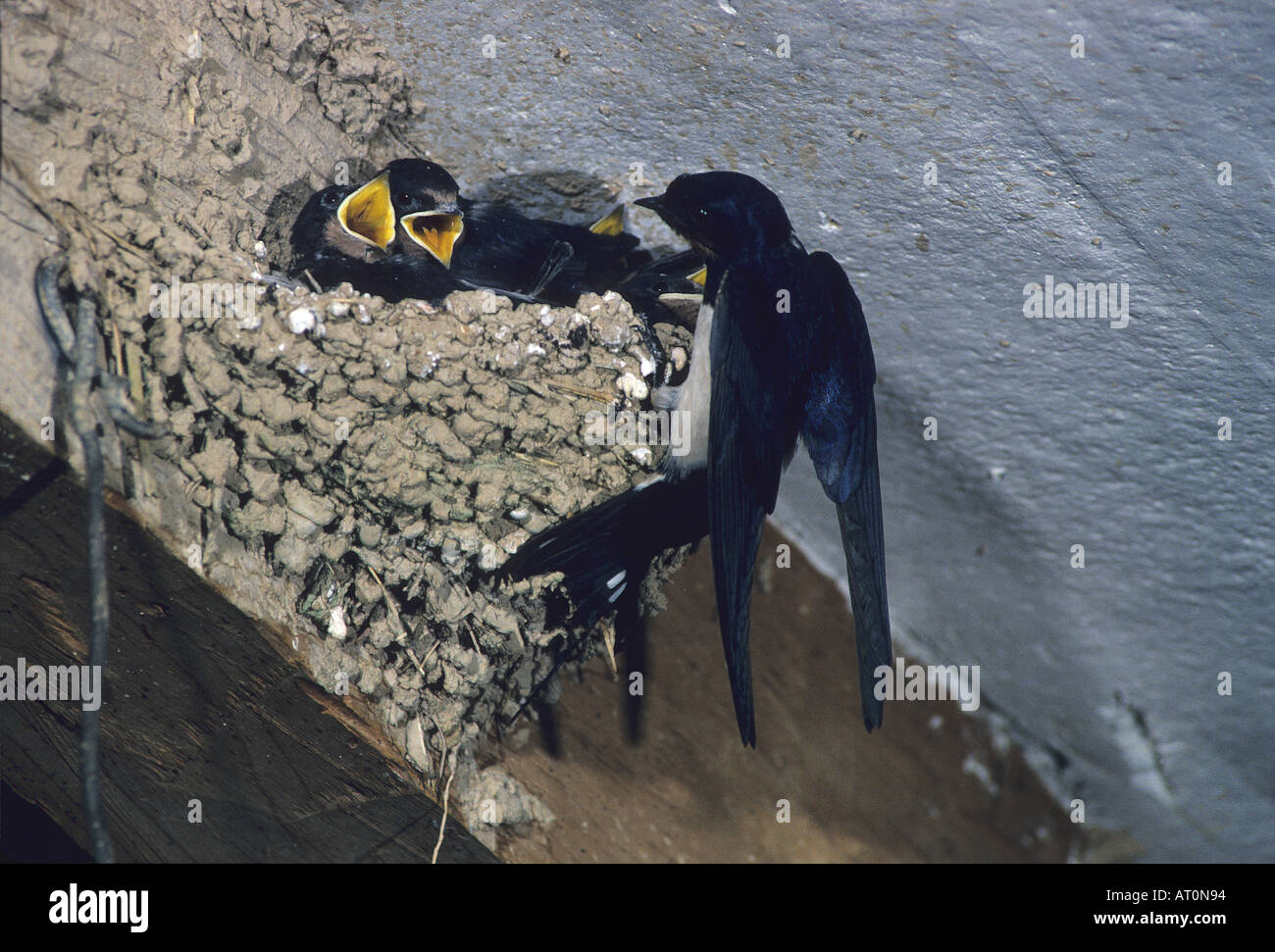 Hirundo rustica Barn swallow European bird Stock Photo - Alamy