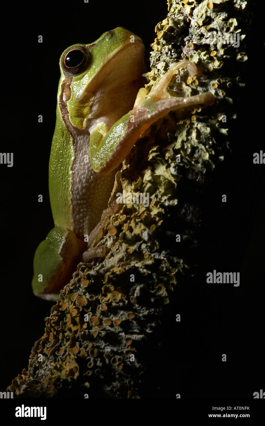 Italian Tree Frog Hyla intermedia Central Italy Stock Photo - Alamy