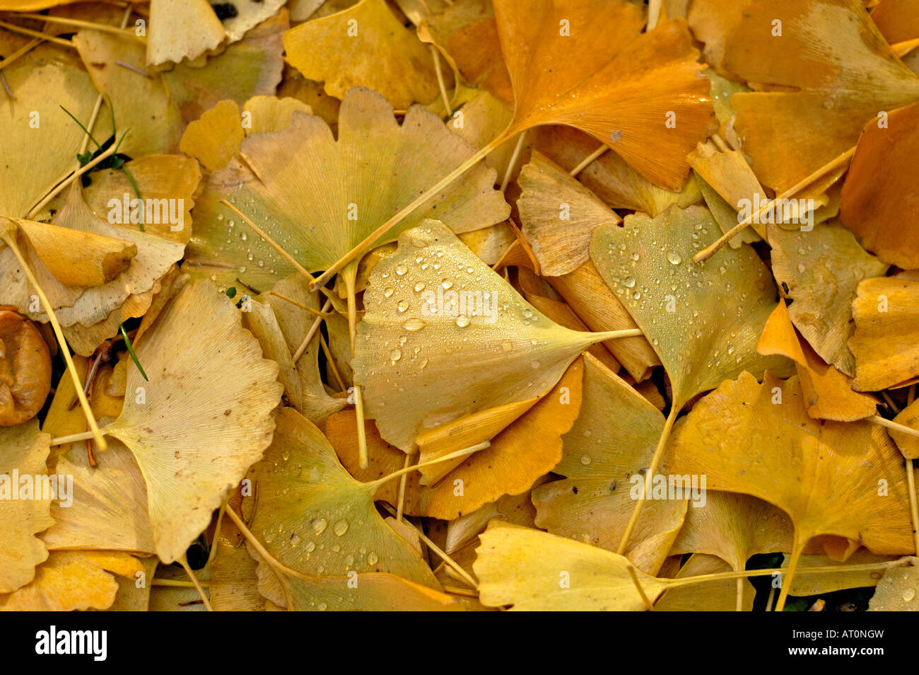 Fallen Ginkgo tree leaves with water droplets in autumn Stock Photo - Alamy