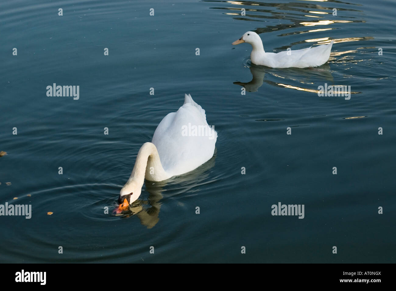 Swans in a pool Stock Photo - Alamy