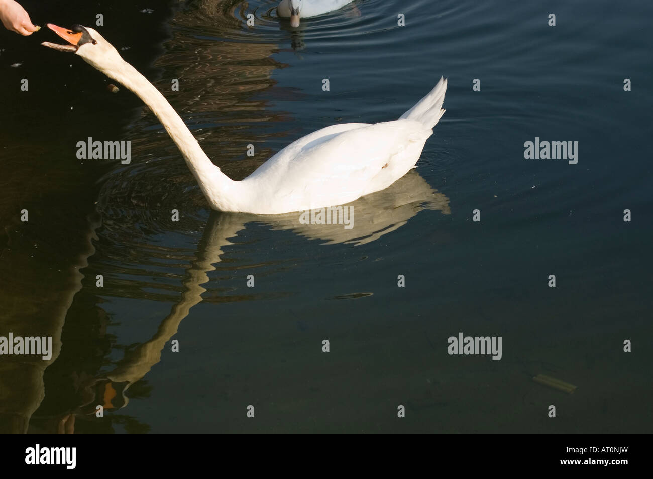 People feeding a swan in a pool. Barcelona, Catalonia, Spain Stock ...