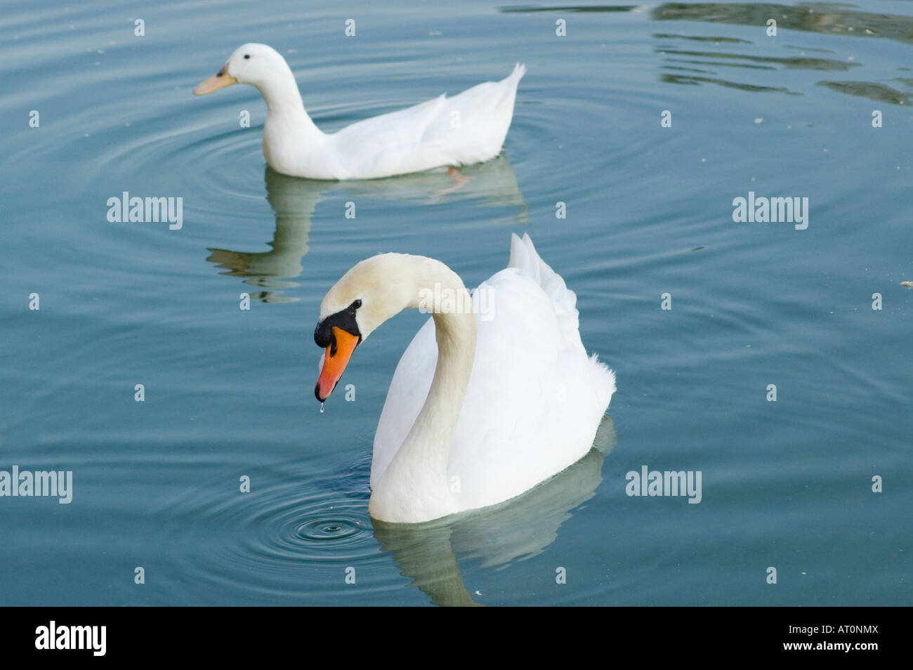 Swans in a pool Stock Photo - Alamy