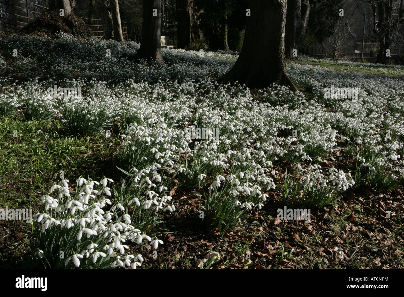 Snowdrops in the grounds of Colesbourne Park Stock Photo - Alamy