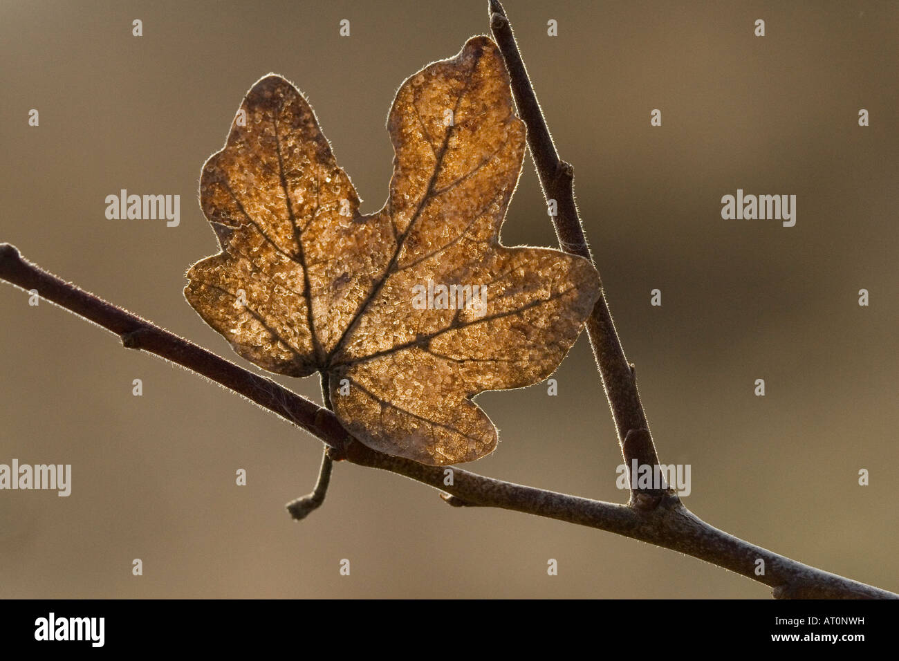 stranded Winter Leaf Stock Photo - Alamy