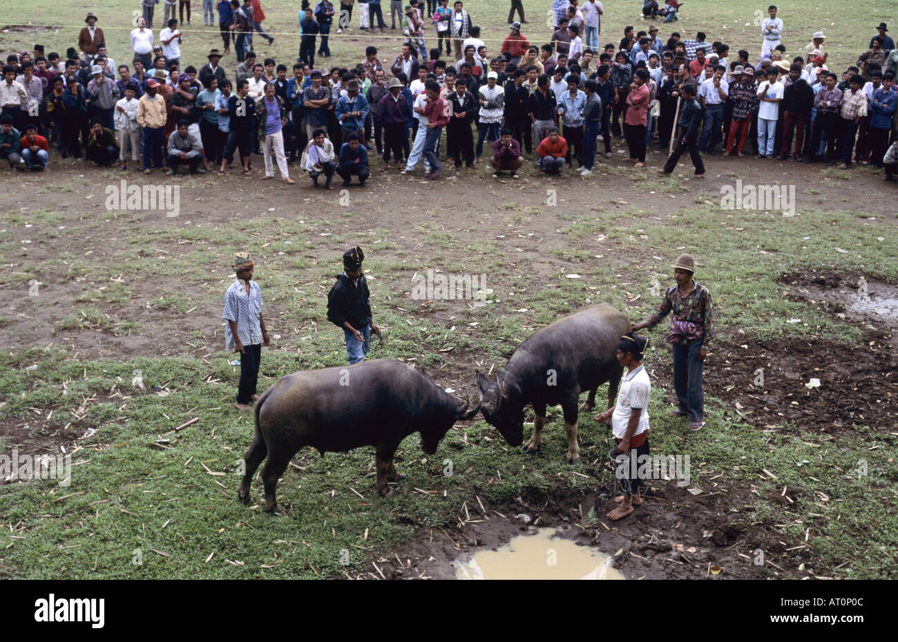 Water Buffalo fight at Bukittinggi, south Sumatra Indonesia Stock Photo ...