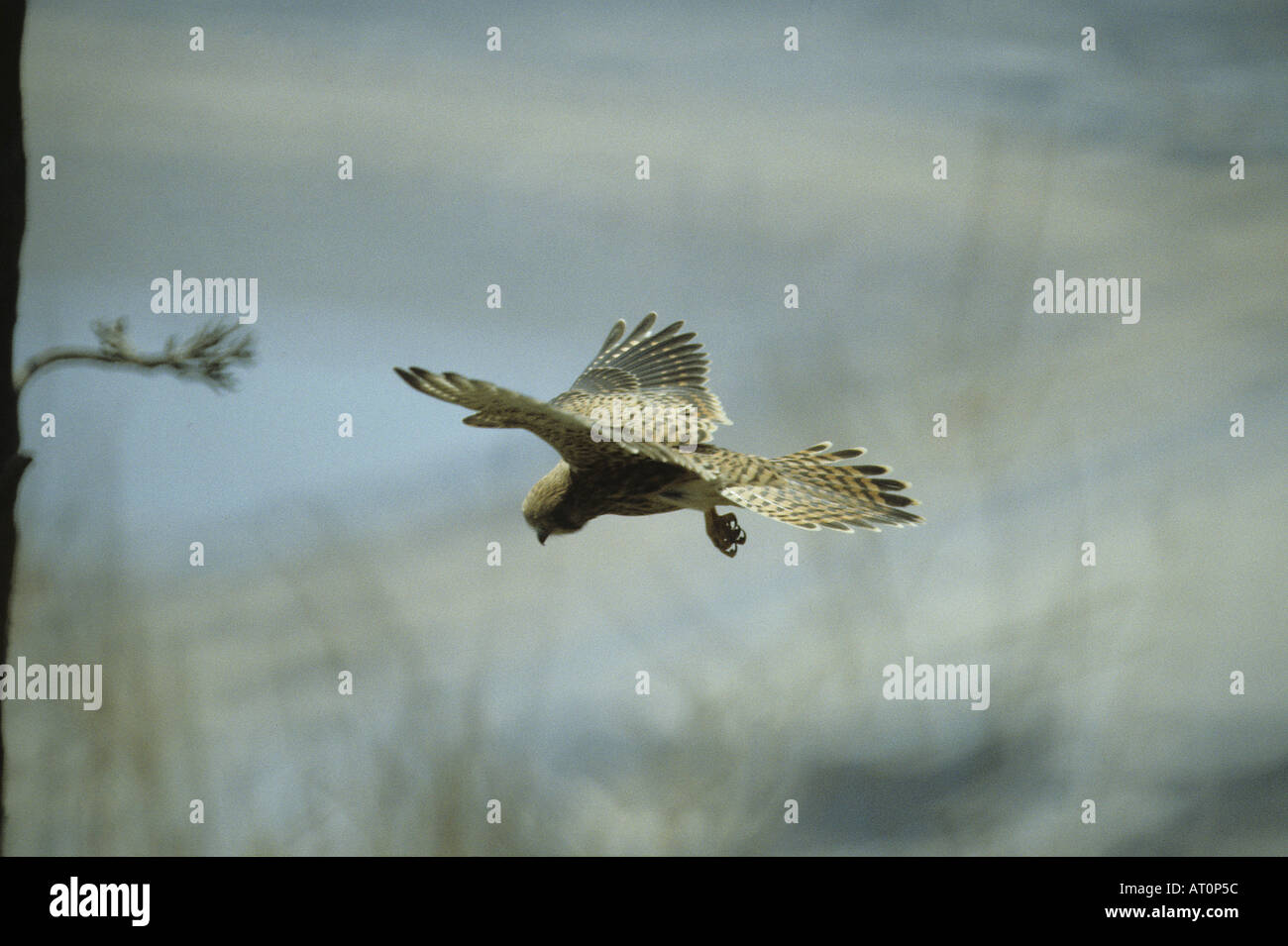 Fying bird hi-res stock photography and images - Alamy
