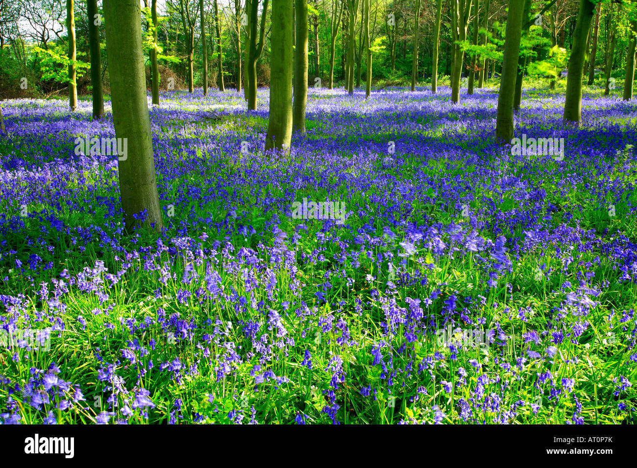 Bluebell wild Spring flowers Hyacinthoides non scripta in a woodland ...