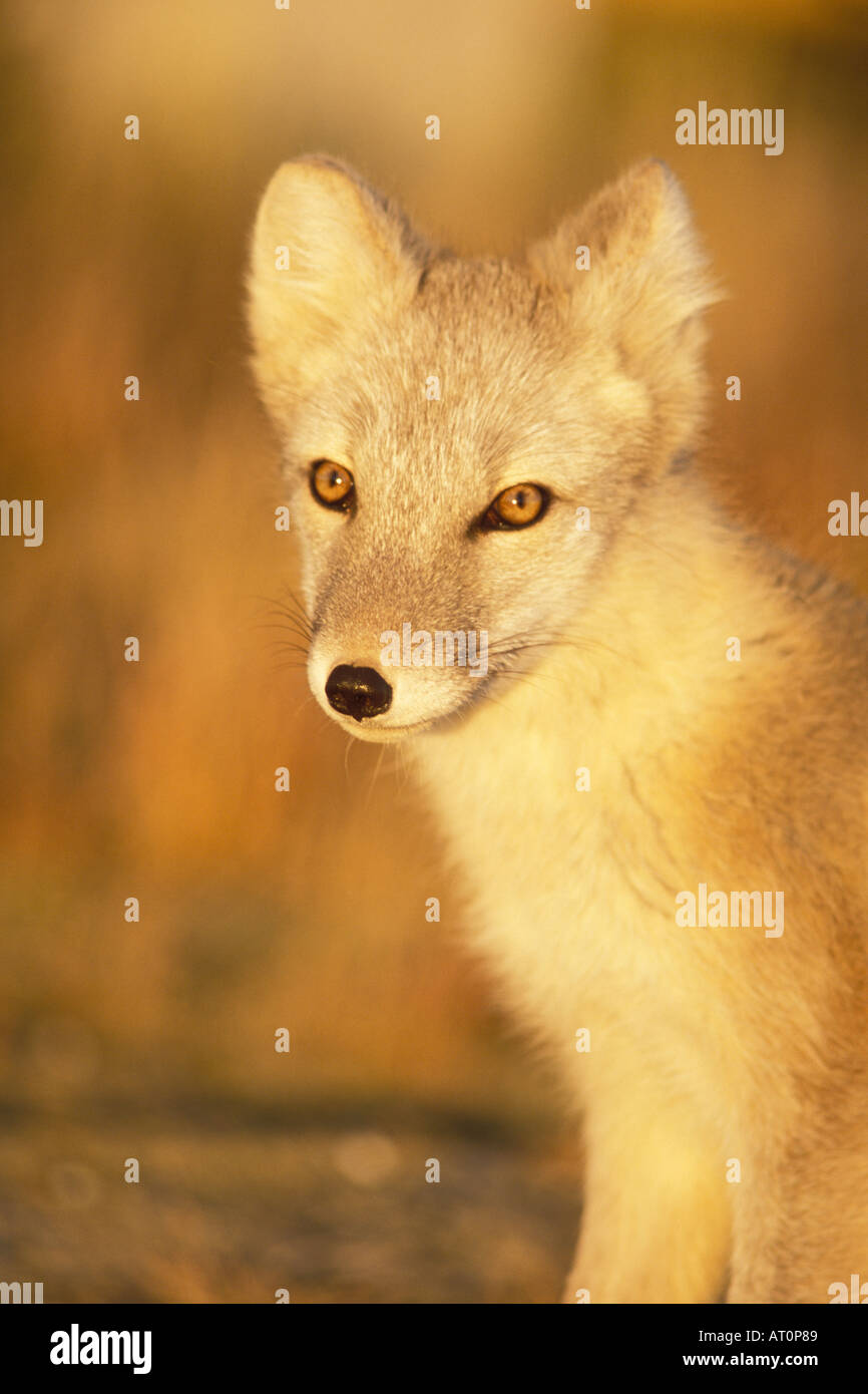 Arctic fox profile shot hi-res stock photography and images - Alamy