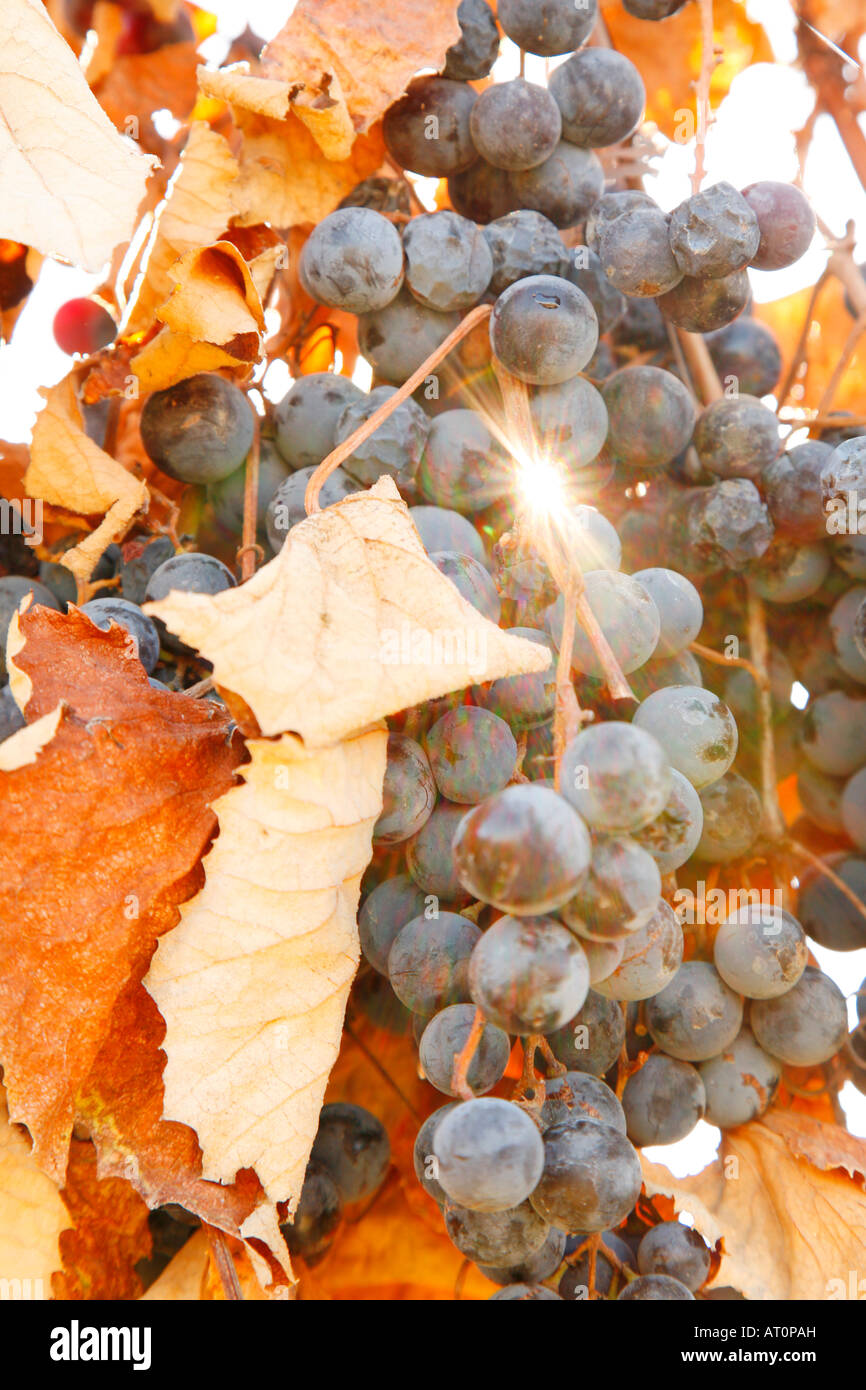 Grape vines in autumn, Yakima valley, Washington State Stock Photo - Alamy