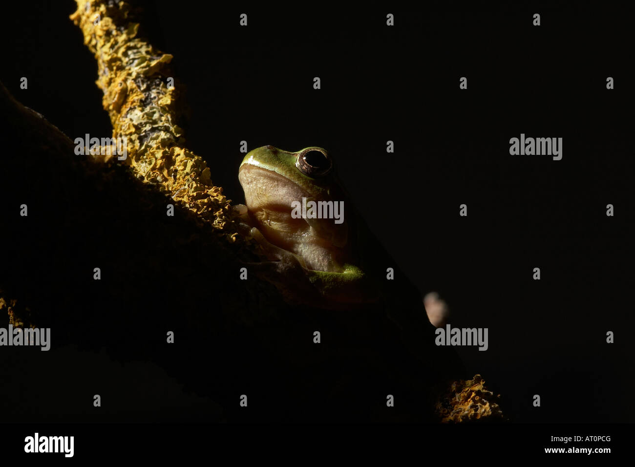 Italian Tree Frog Hyla intermedia Central Italy Stock Photo - Alamy