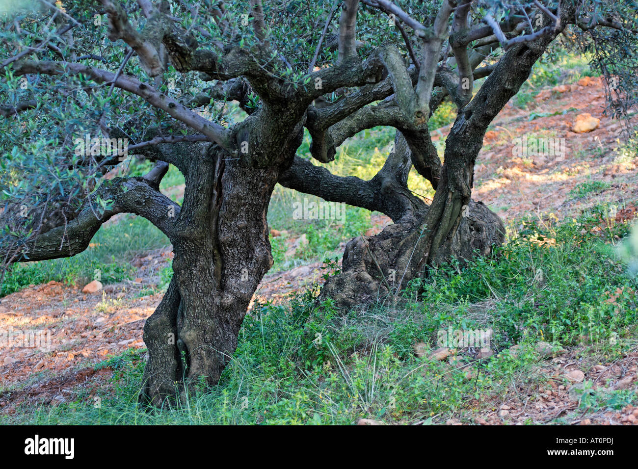 Two old Olive Trees Stock Photo - Alamy