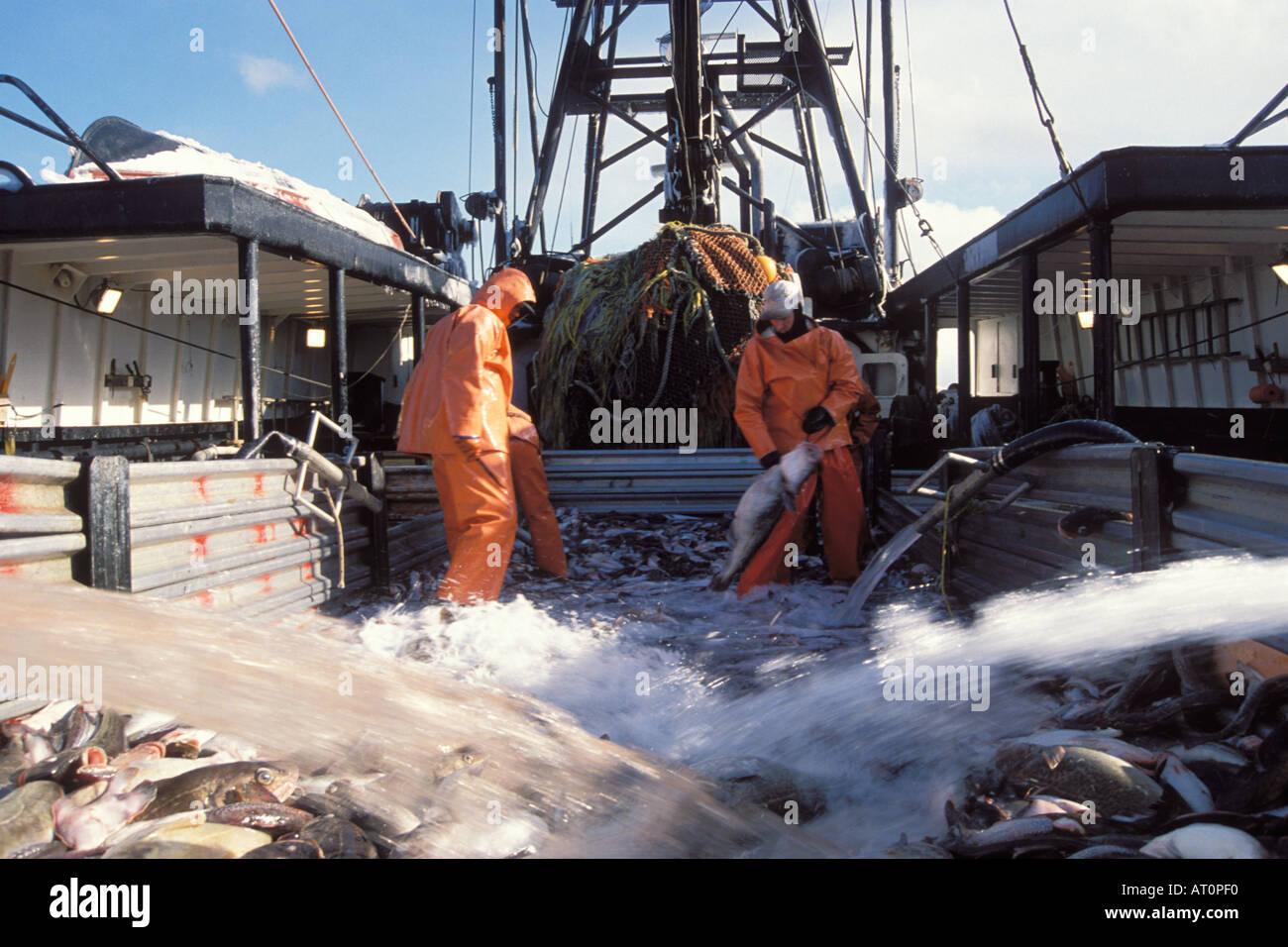commercial fishing vessel Western Dawn crew bleeding and sorting ...