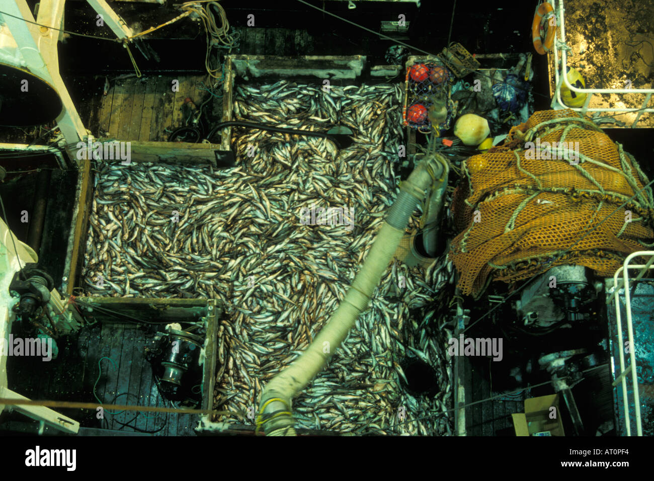 commercial fishing vessel Miss Amy crew off loading walleye pollock ...