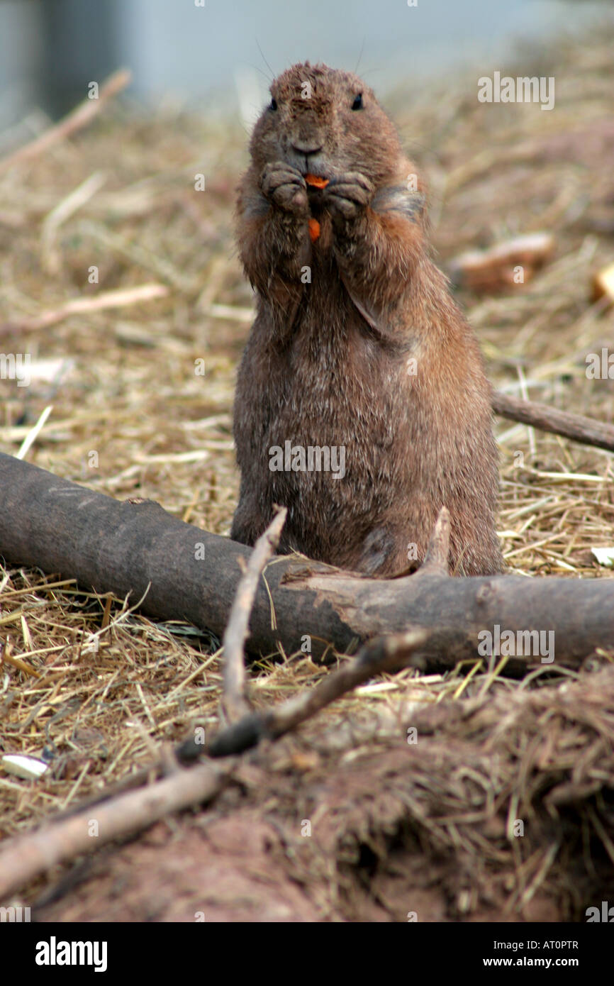Marmot tail up hi-res stock photography and images - Alamy