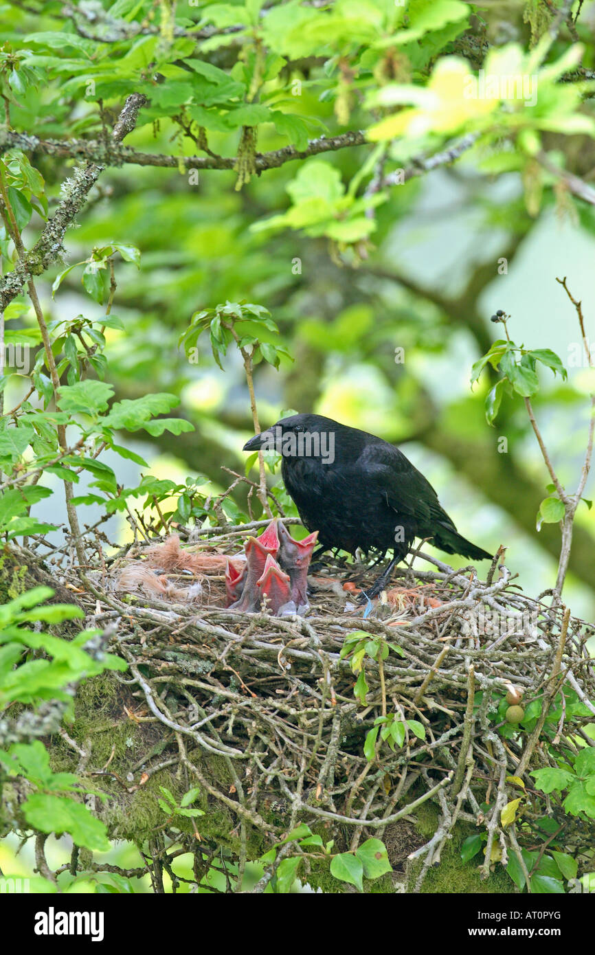 Carrion crow nest hi-res stock photography and images - Alamy