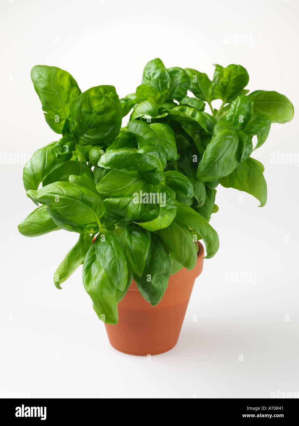 Basil plant in pot Stock Photo - Alamy