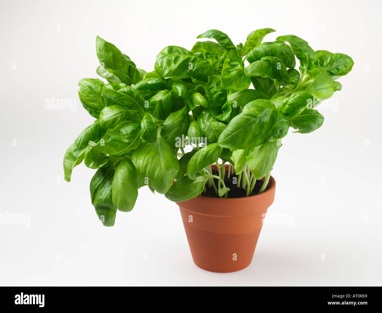 Basil plant in pot Stock Photo - Alamy