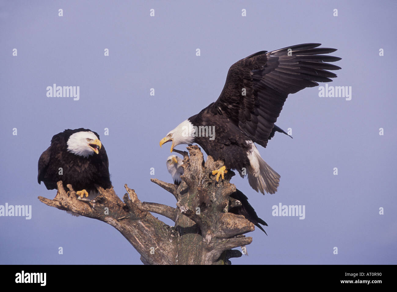 Bald eagle vocalizing hi-res stock photography and images - Alamy