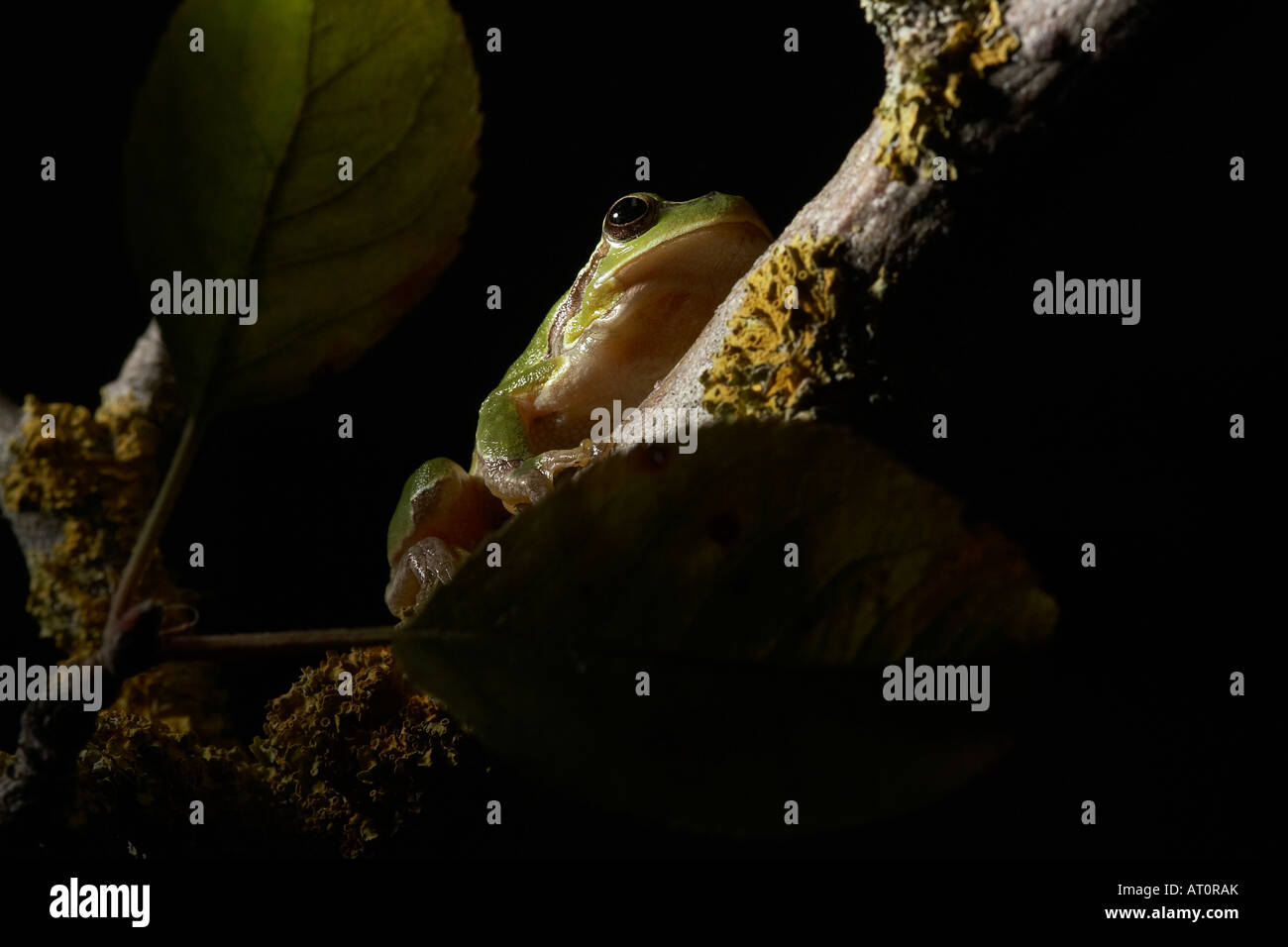 Italian Tree Frog Hyla intermedia Central Italy Stock Photo - Alamy