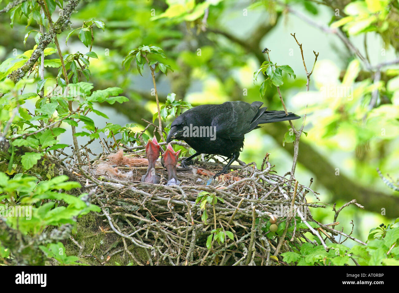 CARRION CROW CORVUS CORONE FEEDING SMALL YOUNGSTERS IN NEST Stock Photo ...