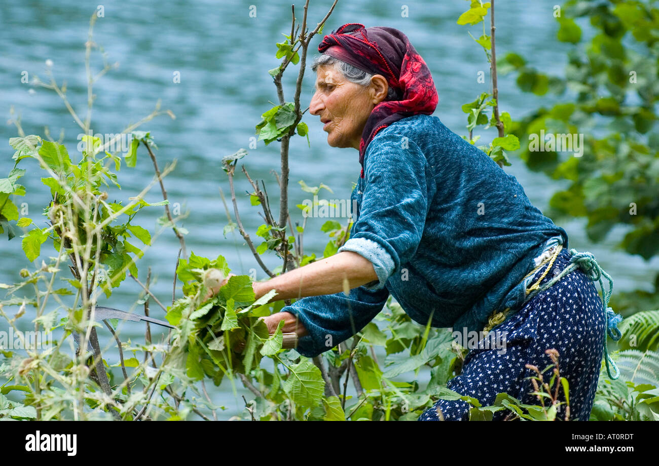 Turkish woman working in the field Stock Photo - Alamy
