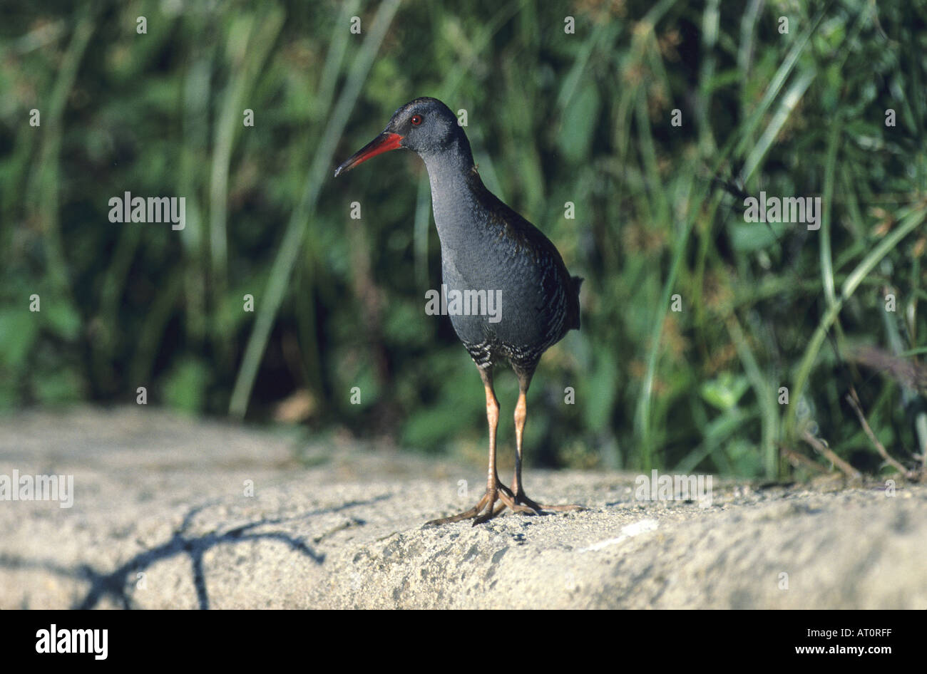 Water rail bird standing hi-res stock photography and images - Alamy