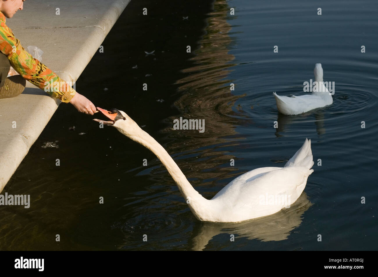 People feeding a swan in a pool. Barcelona, Catalonia, Spain Stock ...