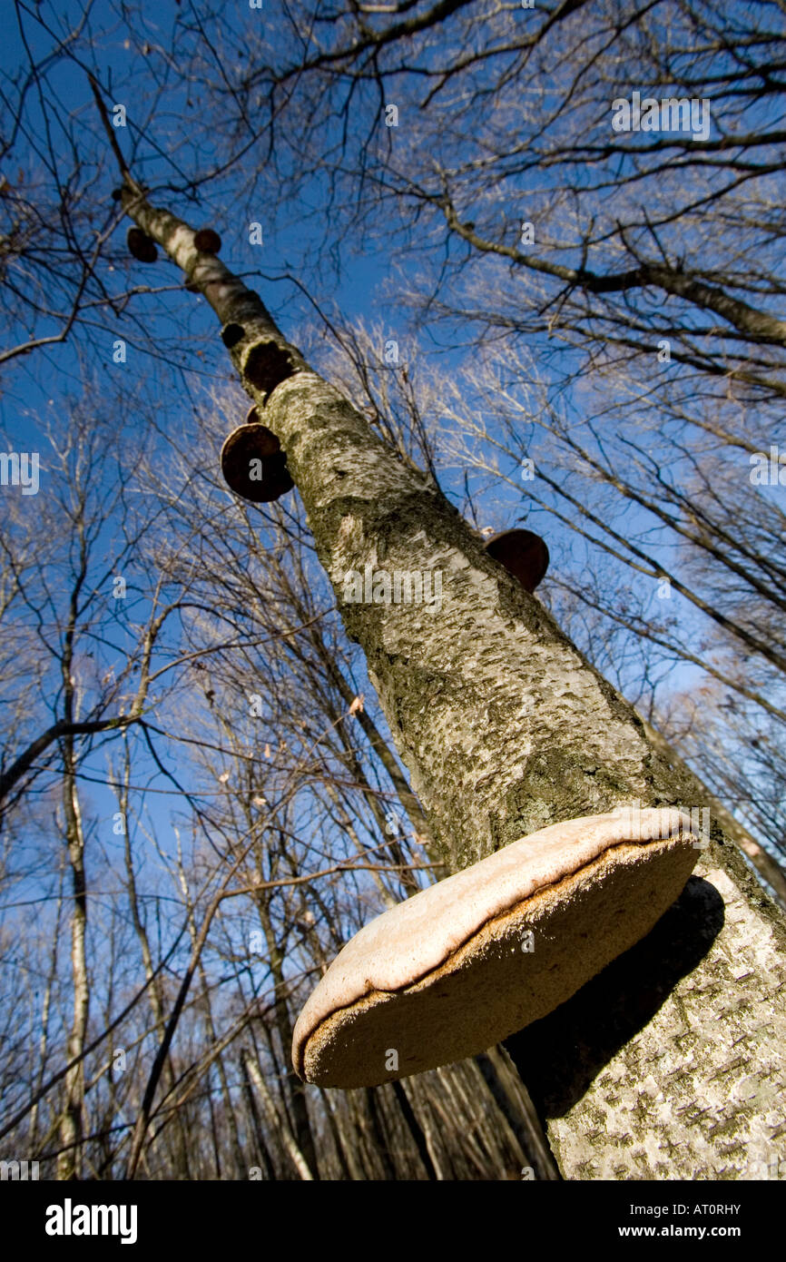 Fungi tree hi-res stock photography and images - Alamy