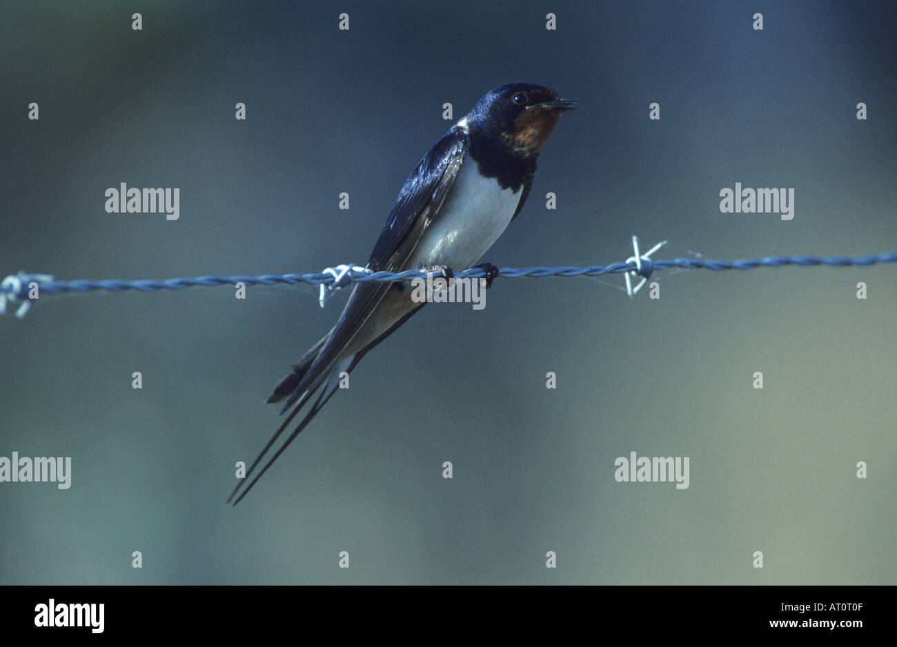 Hirundo rustica Barn swallow European bird Stock Photo - Alamy