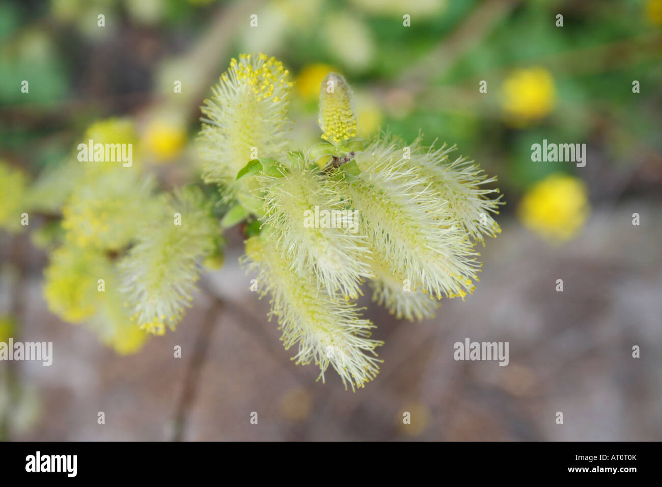 weeping willow blooming flowers in the early spring Stock Photo - Alamy