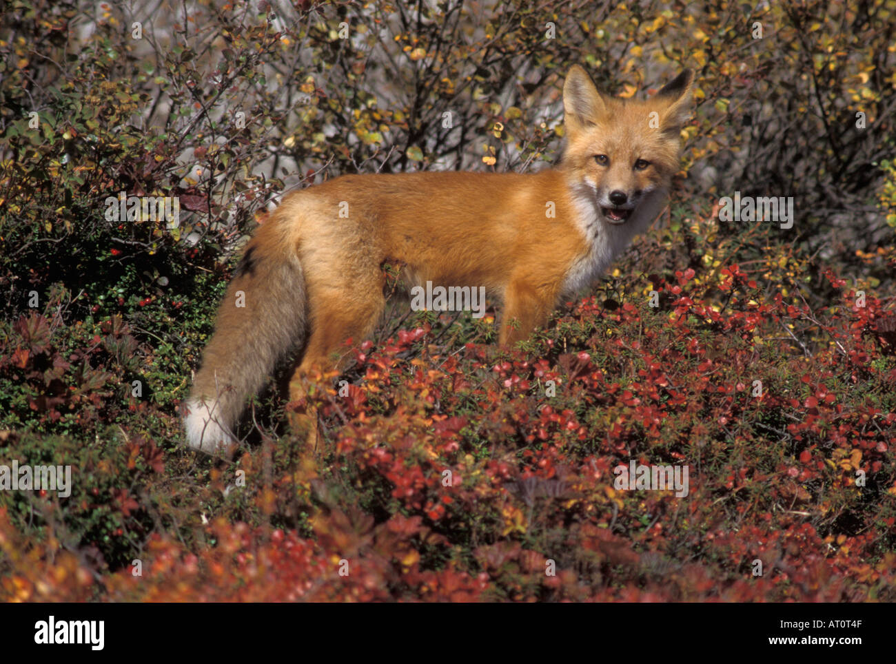 Tundra colors hi-res stock photography and images - Alamy