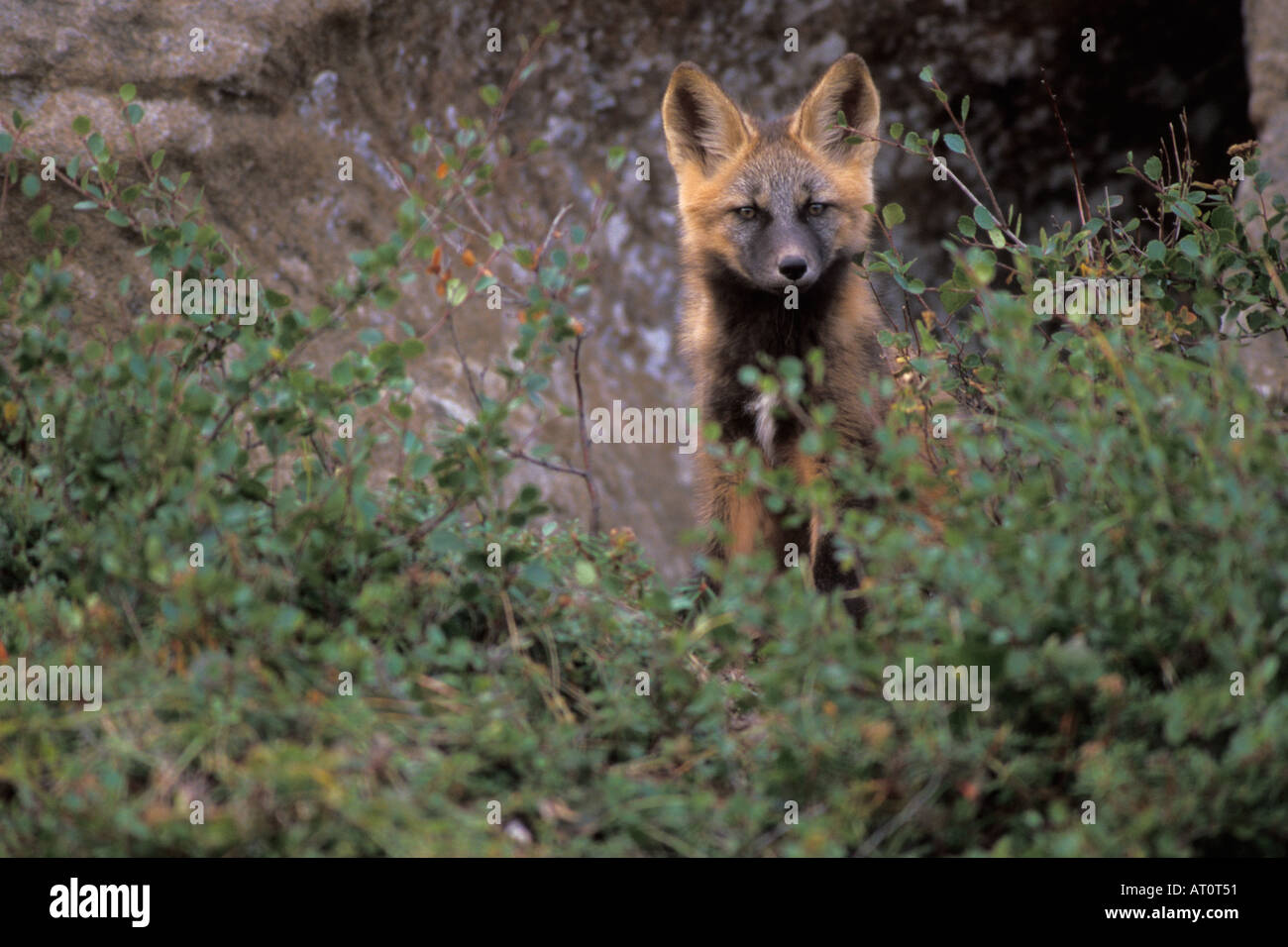 red fox Vulpes vulpes in tundra on the coastal plain North Slope of the ...