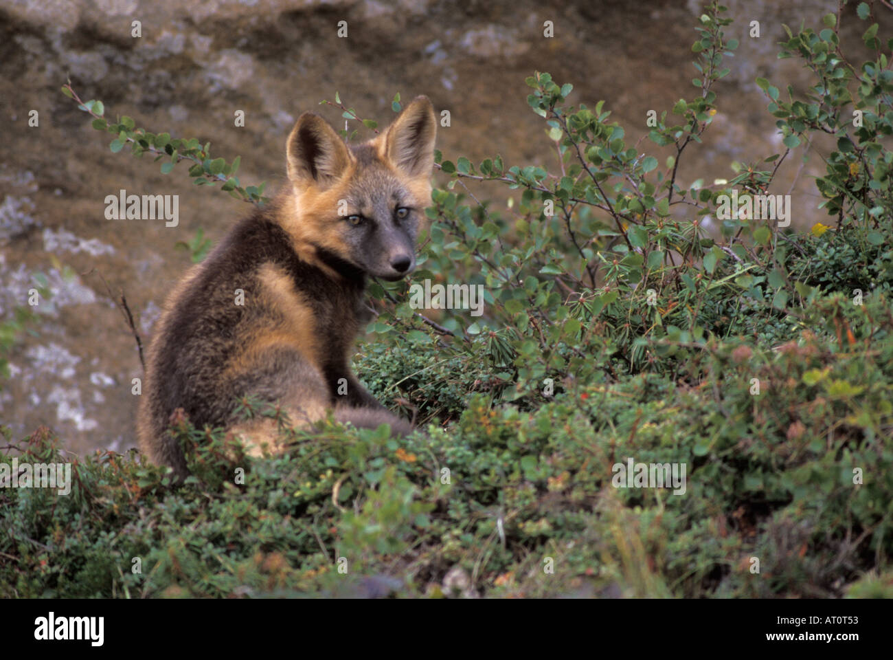 North slope brooks range hi-res stock photography and images - Alamy
