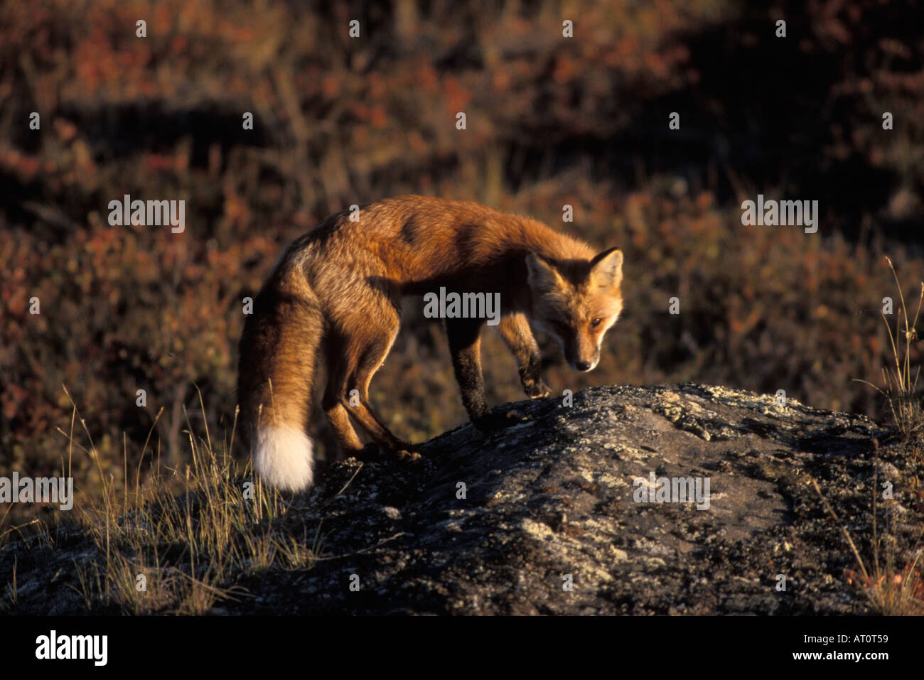 Central north slope hi-res stock photography and images - Alamy