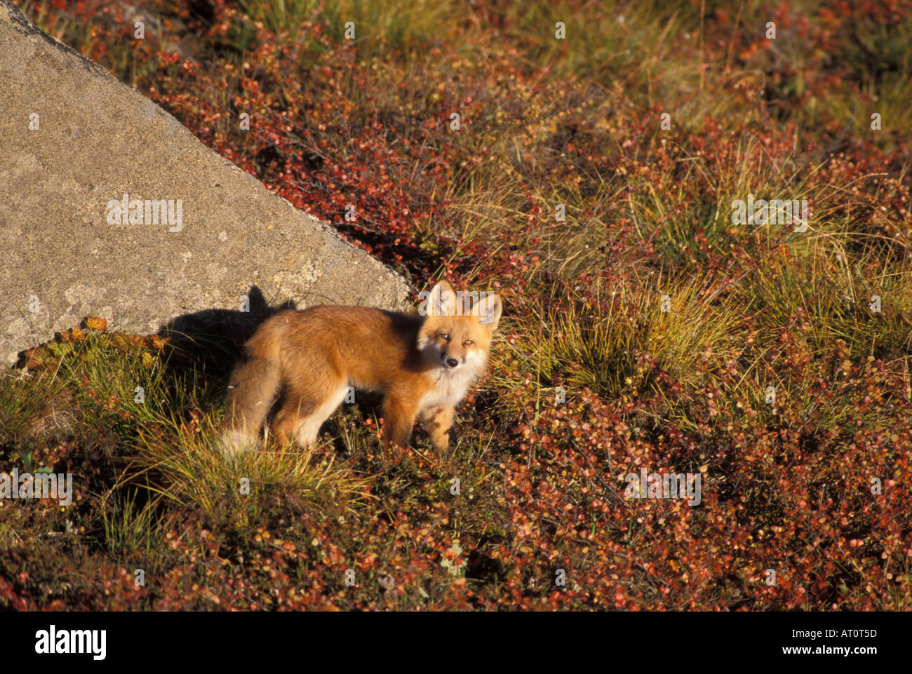 North slope brooks range hi-res stock photography and images - Alamy