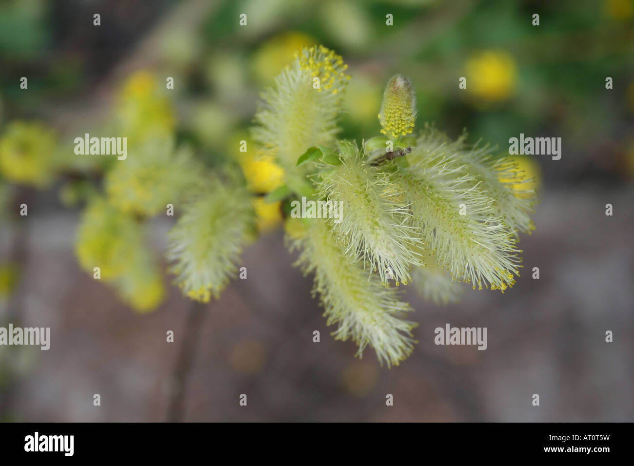 weeping willow blooming flowers in the early spring Stock Photo - Alamy