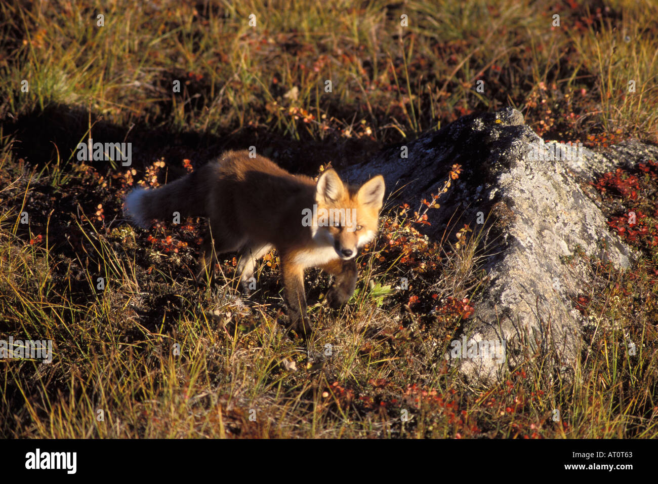 red fox Vulpes vulpes in fall tundra colors on the central North Slope ...