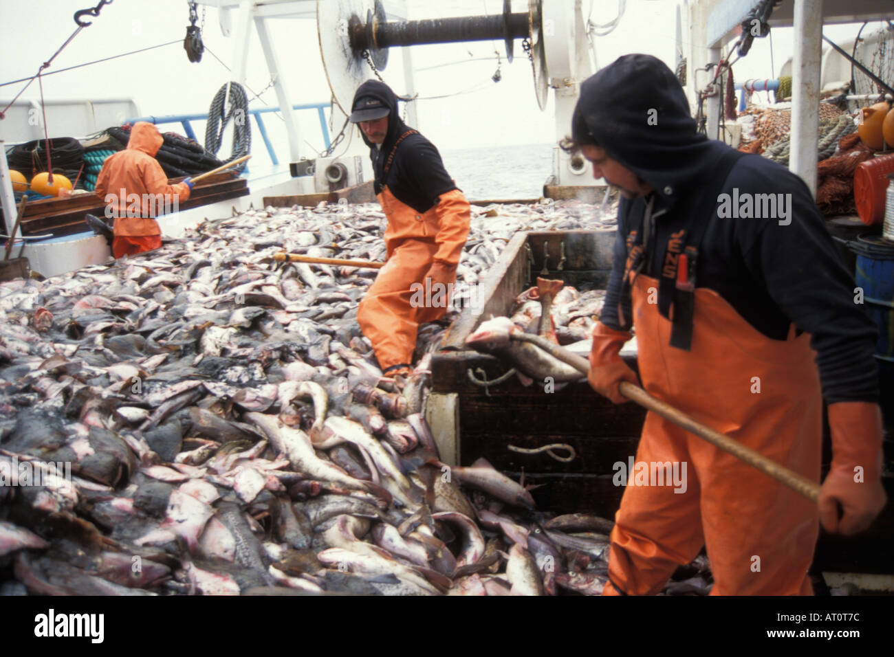 commercial fishing vessel Messiah crew bleeds and sorts pacific cod ...