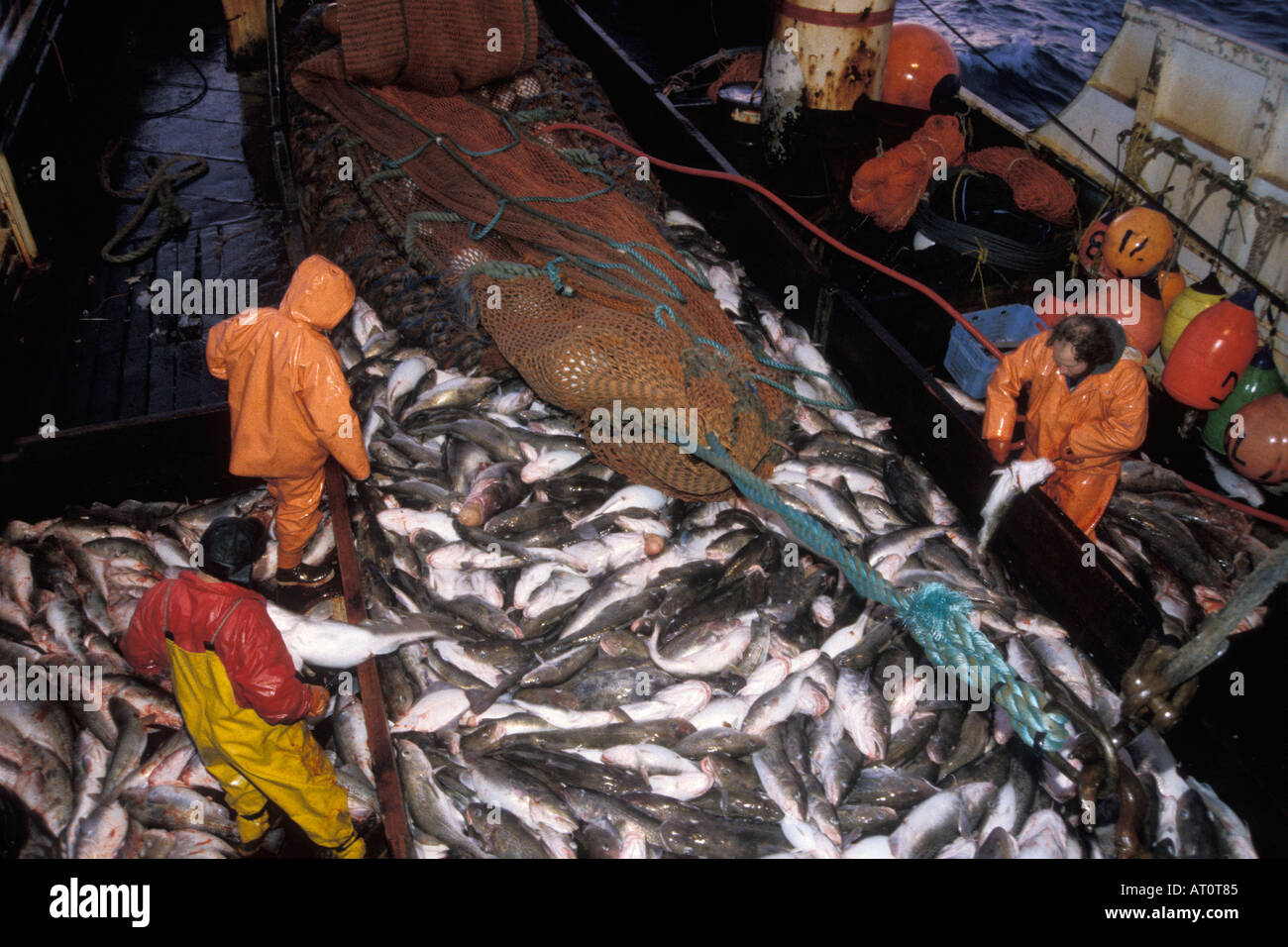 commercial fishing vessel Messiah crew bleeds and sorts pacific cod ...